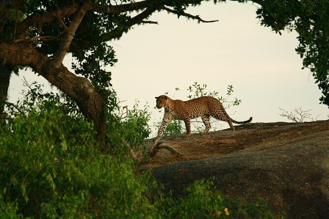 Yala Safari - Yala National Park - The Sum Up