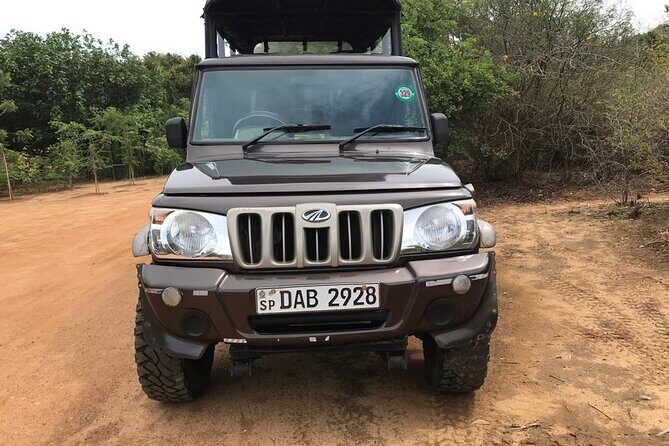 Yala sunrise half day by NPA Leopard Safari - An In-Depth Look at the Yala Sunrise Half-Day Safari