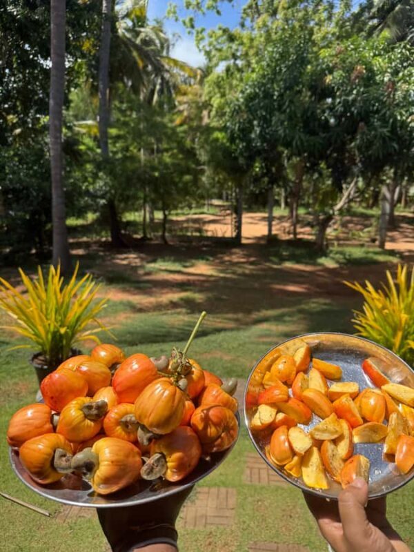 Yala : Traditional Local Cooking Class with Coconut Drink - Who Will Love This Experience?