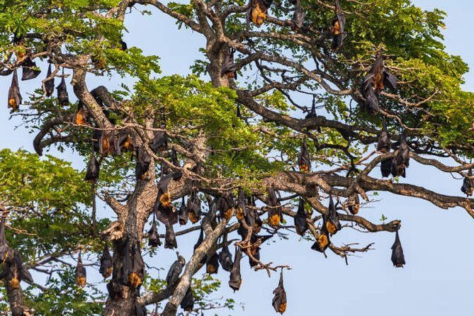 Yala Village Life Exploration tour by tuk-tuk from Hambantota Habour - Transportation and Logistical Details