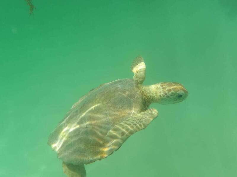 Yalku :Akumal snorkeling Muuch Kay Ecopark - Worth the Price?