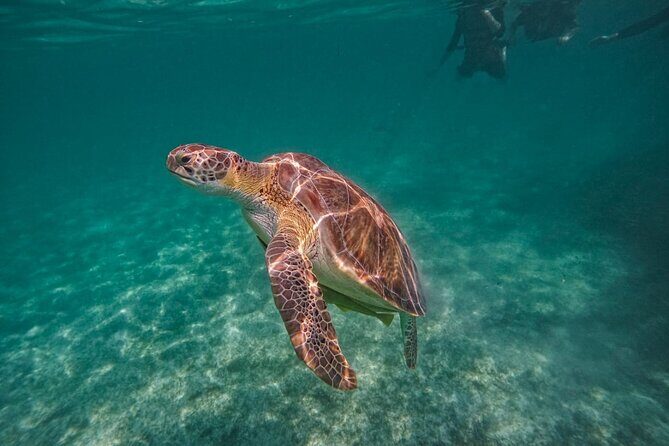 Yalku lagoon and turtles akumal sanctuary - Key Points