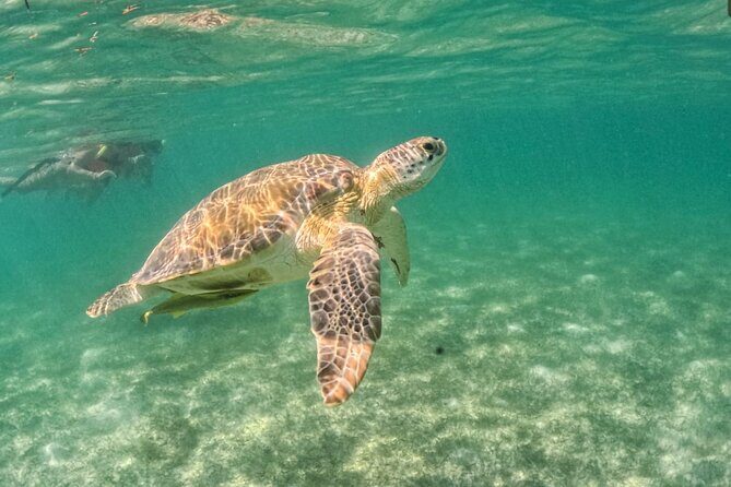 Yalku lagoon and turtles akumal sanctuary - Practical Tips for Your Trip