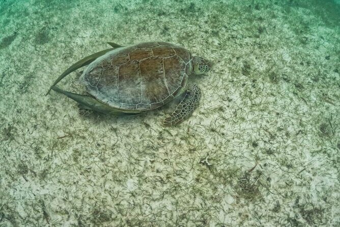 Yalku lagoon and turtles akumal sanctuary - Who Will Love This Tour?