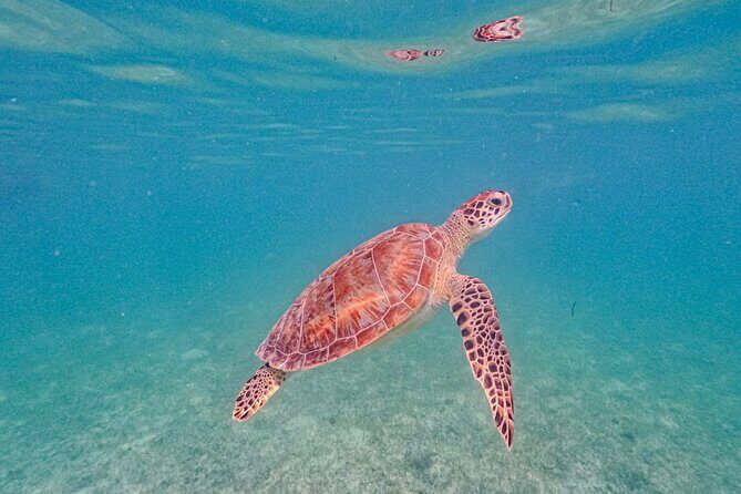 Yalku lagoon and turtles akumal sanctuary - FAQ