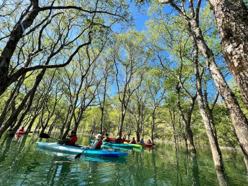 Yamagata: Private Canoe Tour in Submerged Forest - Frequently Asked Questions
