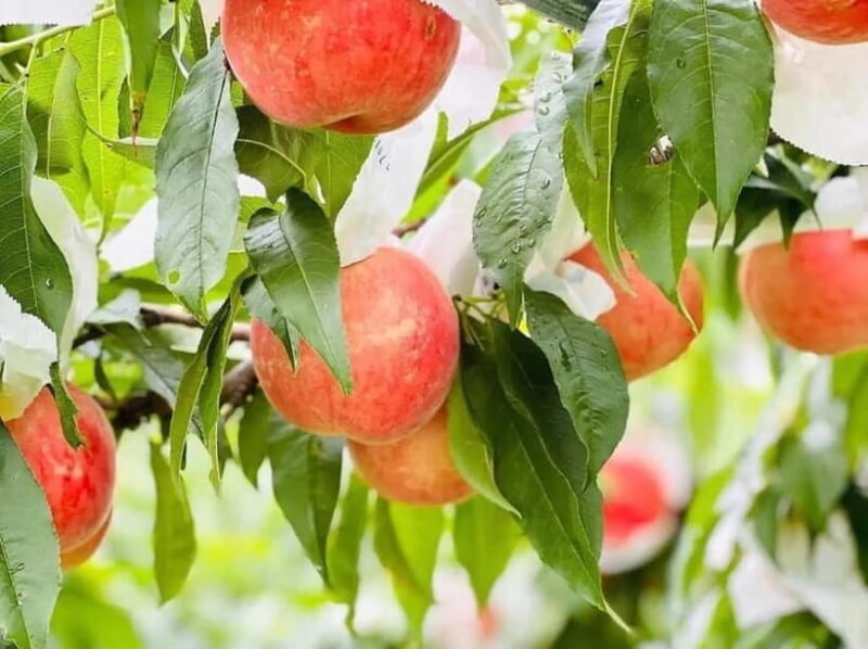 Yame & Kurume Tea Fields & Craft Tour  From Farm to Cup - Discovering the Quiet Magic of Rural Japan