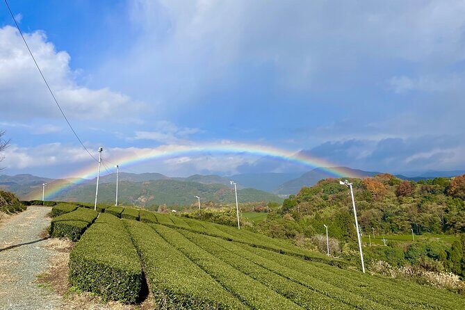 Yame Tea and Japanese Sake Tour Fukuoka Private Tour - Practical Considerations: What You Should Know