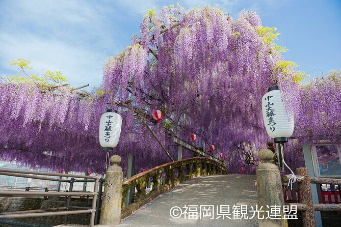 Yanagawa Great Wisteria and Traditional Canal Boat Experience - A Day in Yanagawa: Expectation vs. Reality