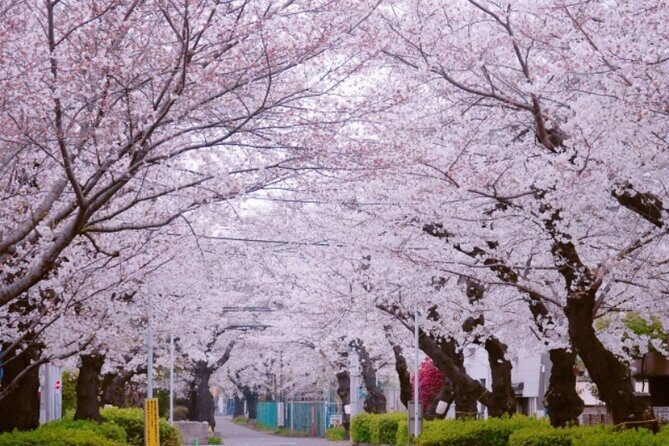 Yanaka & Ueno Tokyo's Old Town Charm - Temple, market,Retro Vibes - Who Will Love This Tour?