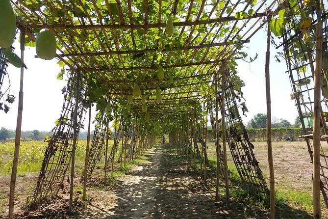 Yangon Outskirts - Rural Life Experience - The Organic Farm and Its Charm