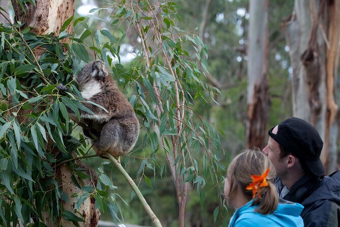 Yarra River Nature Trail Walk - Authentic Feedback from Travelers