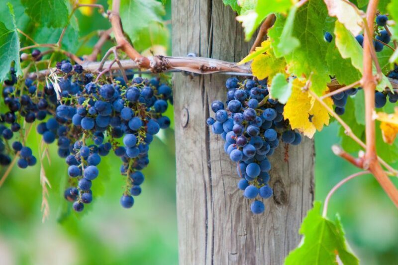 Yarra Valley and Dandenong Ranges: Scenic Bus Tour and Lunch - Final Thoughts