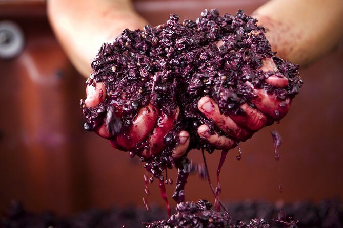 Yarra Valley Chandon Cheese & Sunset Kangaroos from Melbourne - Final Thoughts