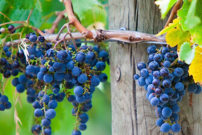 Yarra Valley, Dandenong Ranges inc. lunch with wine,plus morning tea,chocolate - Authentic Experiences and Reviews