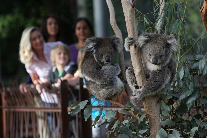 Yarra Valley Family Tour Wine, Wildlife, and Chocolate - A Closer Look at the Itinerary