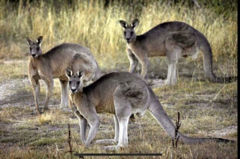Yarra Valley Foodies Tour with Chandon and Kangaroo Safari! - Key Experiences: Why Travelers Love It