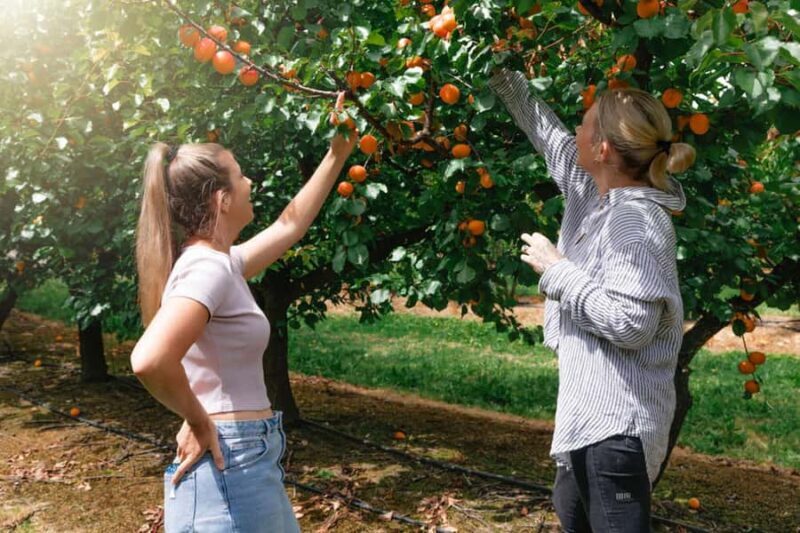 Yarra Valley: Orchard Tractor Tour with Fruit Tasting - Why This Tour Offers Great Value
