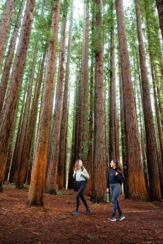 Yarra Valley: Redwood Forest Mountain Bike Adventure - Who Is This Tour Best For?