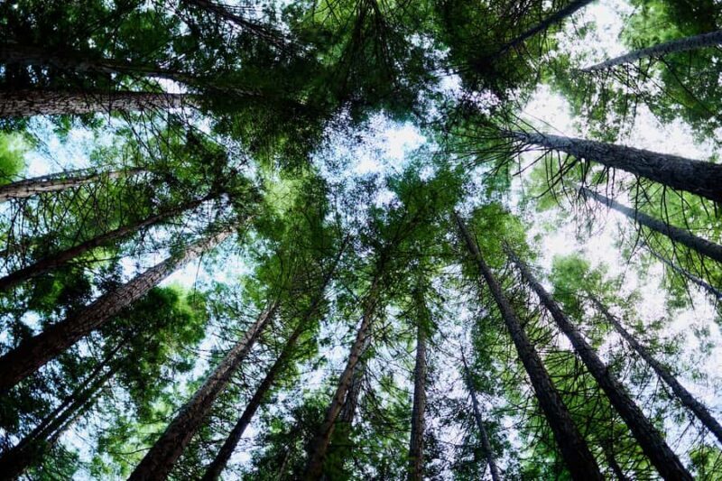 Yarra Valley: Redwood Forest Mountain Bike Adventure - Final Thoughts