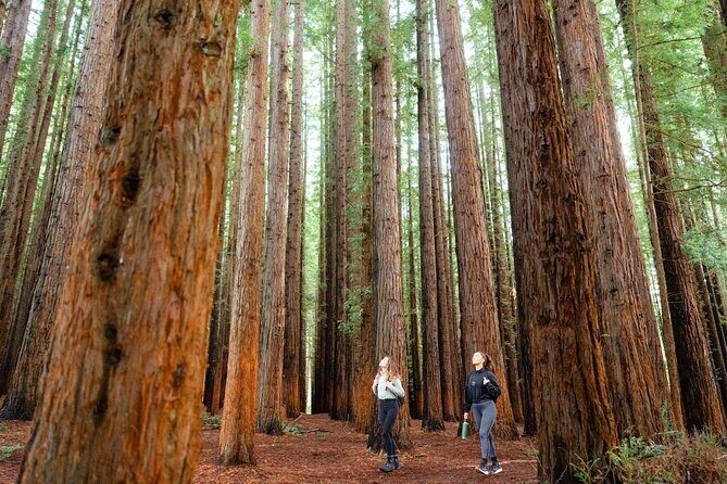 Yarra Valley Redwood Forest Mountain Bike Adventure - Who Should Book This Tour?