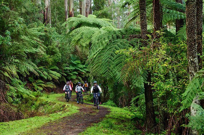 Yarra Valley Redwood Forest Mountain Bike Adventure - The Sum Up