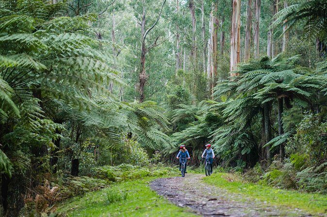 Yarra Valley Redwood Forest Mountain Bike Adventure - FAQ