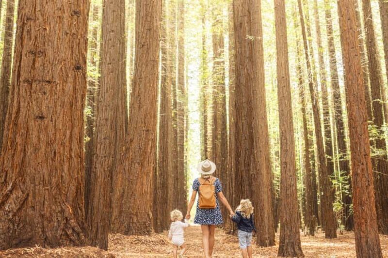 Yarra Valley | Redwoods, Wildlife, Wine, Chocolate - Key Points