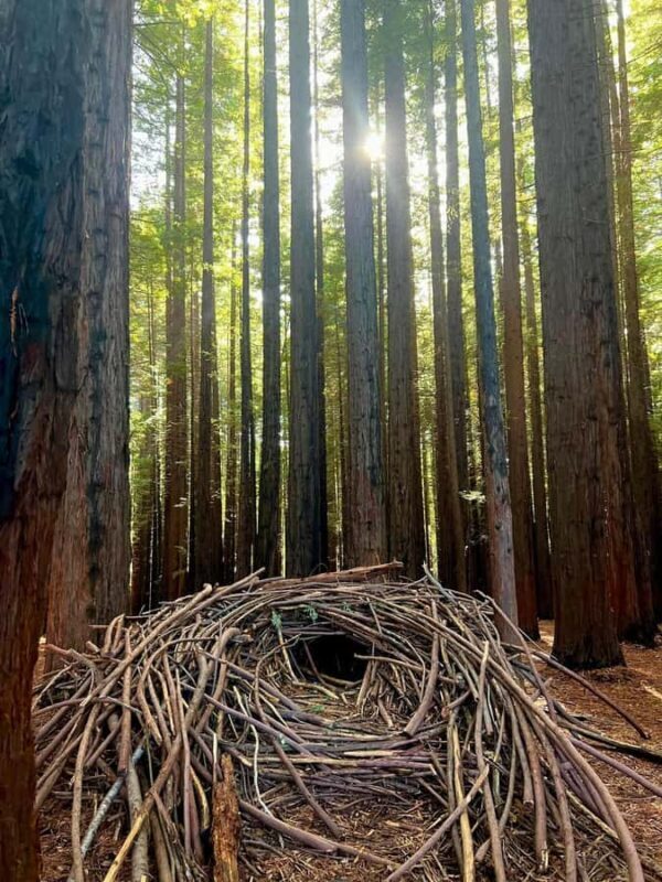 Yarra Valley | Redwoods, Wildlife, Wine, Chocolate - Who Should Consider This Tour?