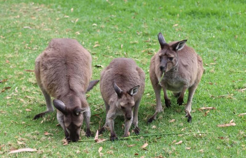 Yarra Valley | Redwoods, Wildlife, Wine, Chocolate - The Sum Up