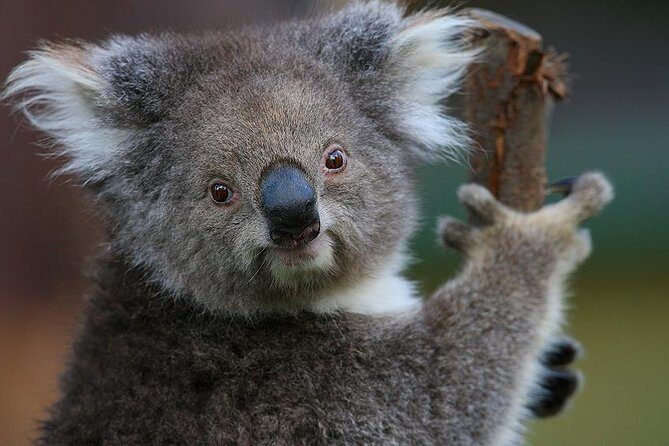 Yarra Valley Wildlife & Wine Day Tour with Healesville Sanctuary - The Experience Through Guest Perspectives