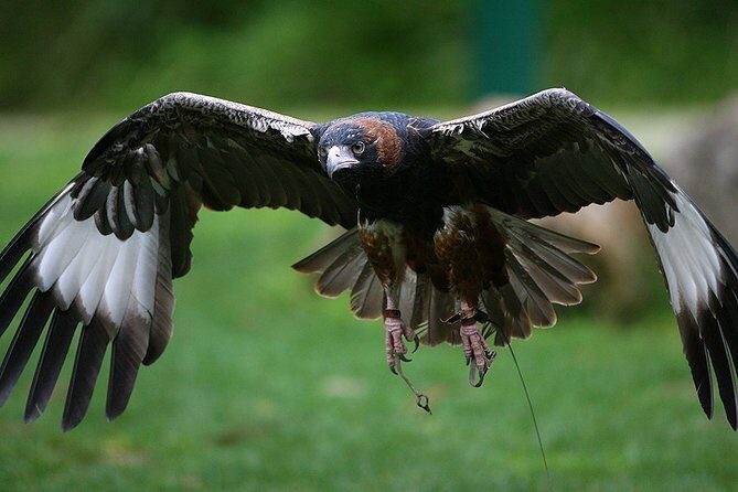 Yarra Valley Wildlife & Wine Day Tour with Healesville Sanctuary - Who Is This Tour Best For?