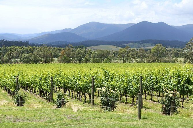 Yarra Valley Wine Day Tour - Who Is This Tour Best For?