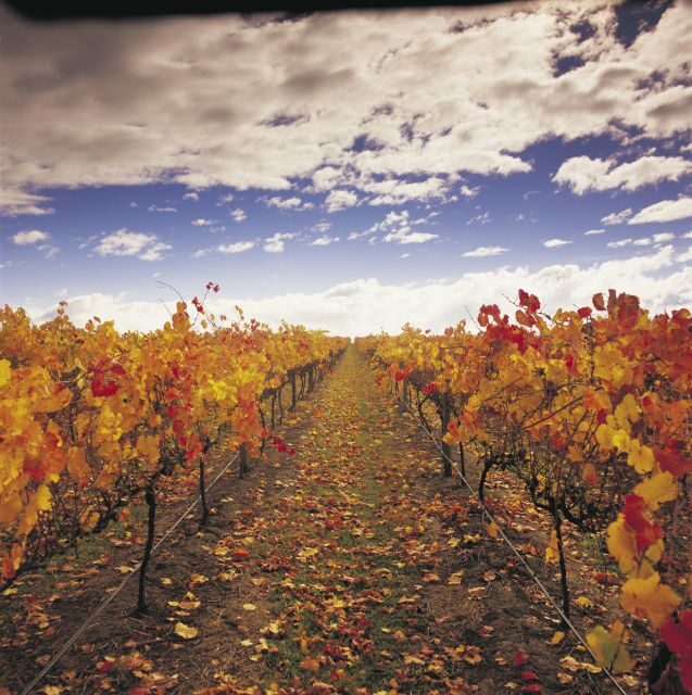 Yarra Valley: Winery Tour with Lunch at Yering Station - An Itinerary Designed to Showcase Yarra Valley’s Best