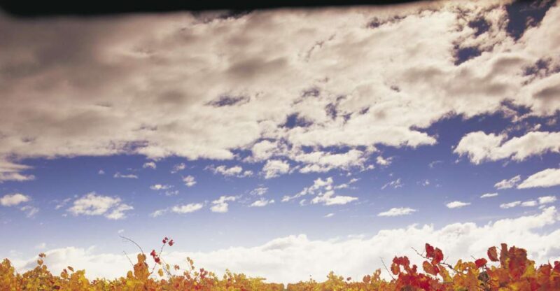 Yarra Valley: Winery Tour with Lunch at Yering Station - The Lunch Experience at Yering Station