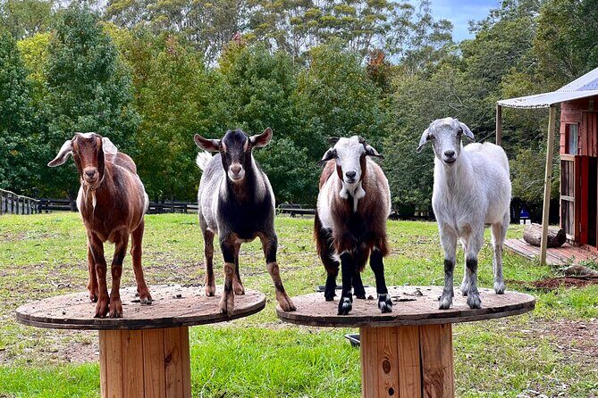 Yarramalong Valley Horse Farm Tours - An Authentic Australian Farm Experience at Yarramalong Valley Horse Farm Tours