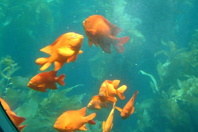 Yellow Semi-Submarine Tour of Catalina Island From Avalon - The Experience: What to Expect