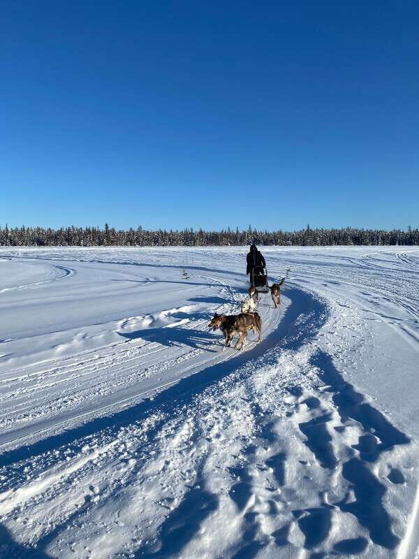 Yellowknife: Dog Sledding Tour - Learning Indigenous Culture and History