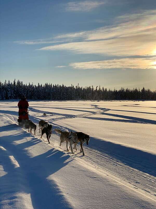 Yellowknife: Dog Sledding Tour - Pricing and Value