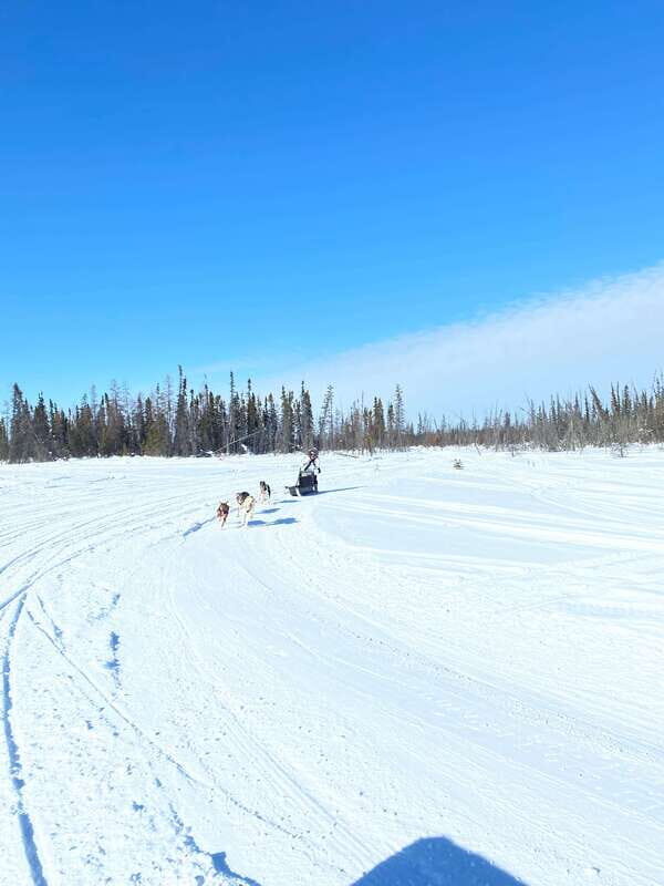 Yellowknife: Dog Sledding Tour - Practical Tips for Travelers