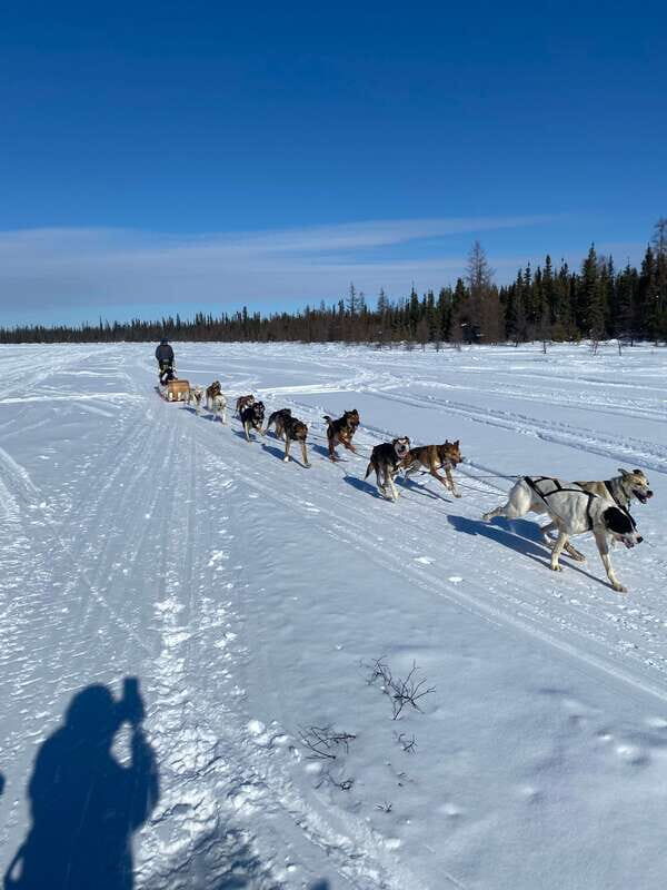 Yellowknife: Dog Sledding Tour - Our Final Word
