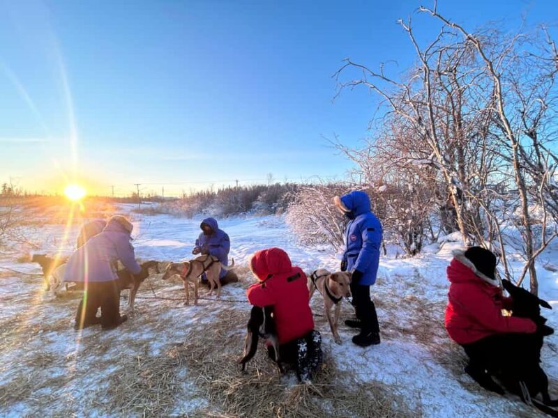Yellowknife: Indigenous Dog Sledding Experience - A Closer Look at the Tour Itinerary
