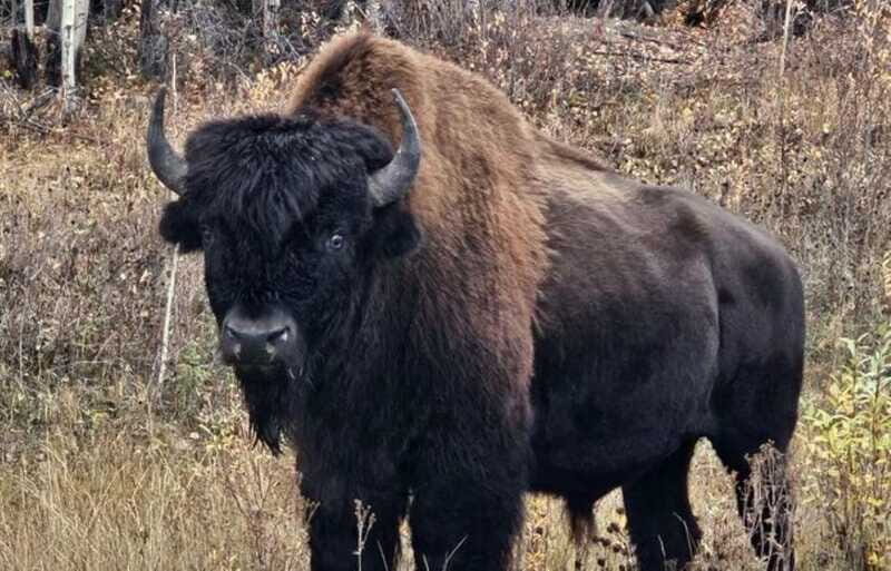 Yellowknife: Wild Bison Highway Tour - The Wildlife and Landscapes