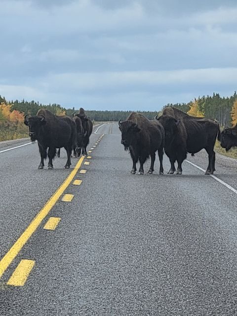 Yellowknife: Wild Bison Highway Tour - The Guides and Group Experience