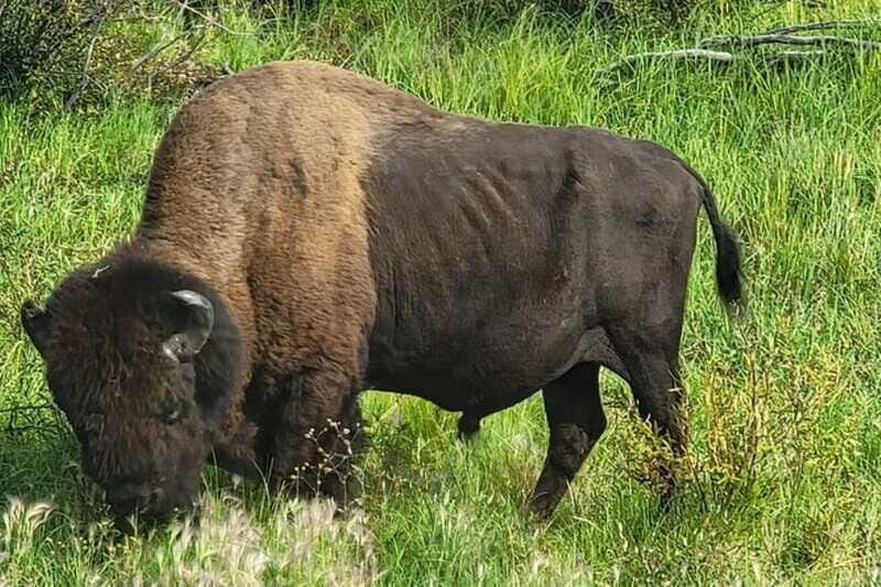 Yellowknife: Wild Bison Highway Tour - Authentic and Personal Touches