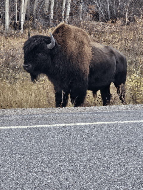 Yellowknife: Wild Bison Highway Tour - Who Is This Tour Best For?