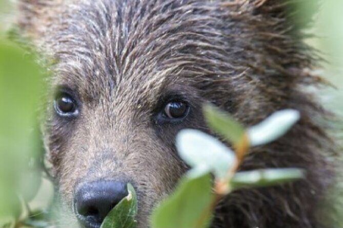 Yellowstone and Grand Teton National Parks Wildlife Adventure (2 Day/1 Night) - Why Choose This Tour?