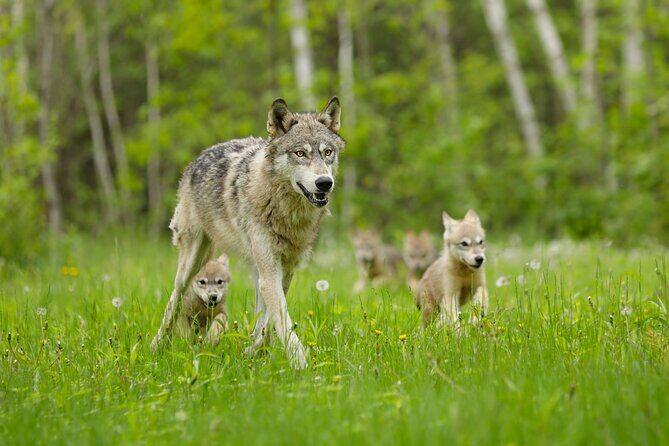 Yellowstone and Grand Teton National Parks Wildlife Adventure (2 Day/1 Night) - Final thoughts