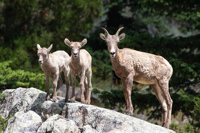 Yellowstone Day Adventure - Key Points