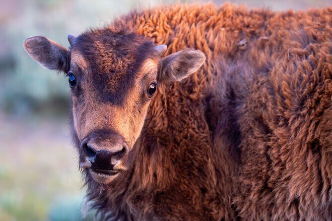 Yellowstone Day Adventure - Who Will Love This Tour?